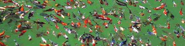 Poissons Rouges et variétés - Pisciculture CARPIO