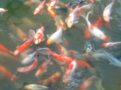 Poissons Rouges et variétés - Pisciculture CARPIO