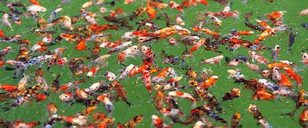 Nutrition des poissons d'ornement - Pisciculture CARPIO